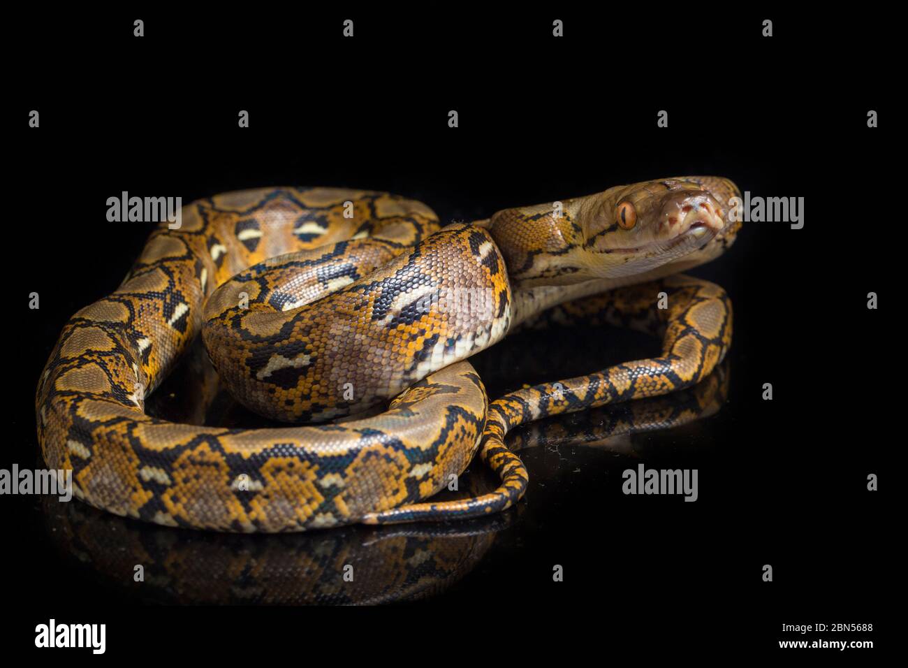 Juvenile reticulated python Banque de photographies et d’images à haute ...