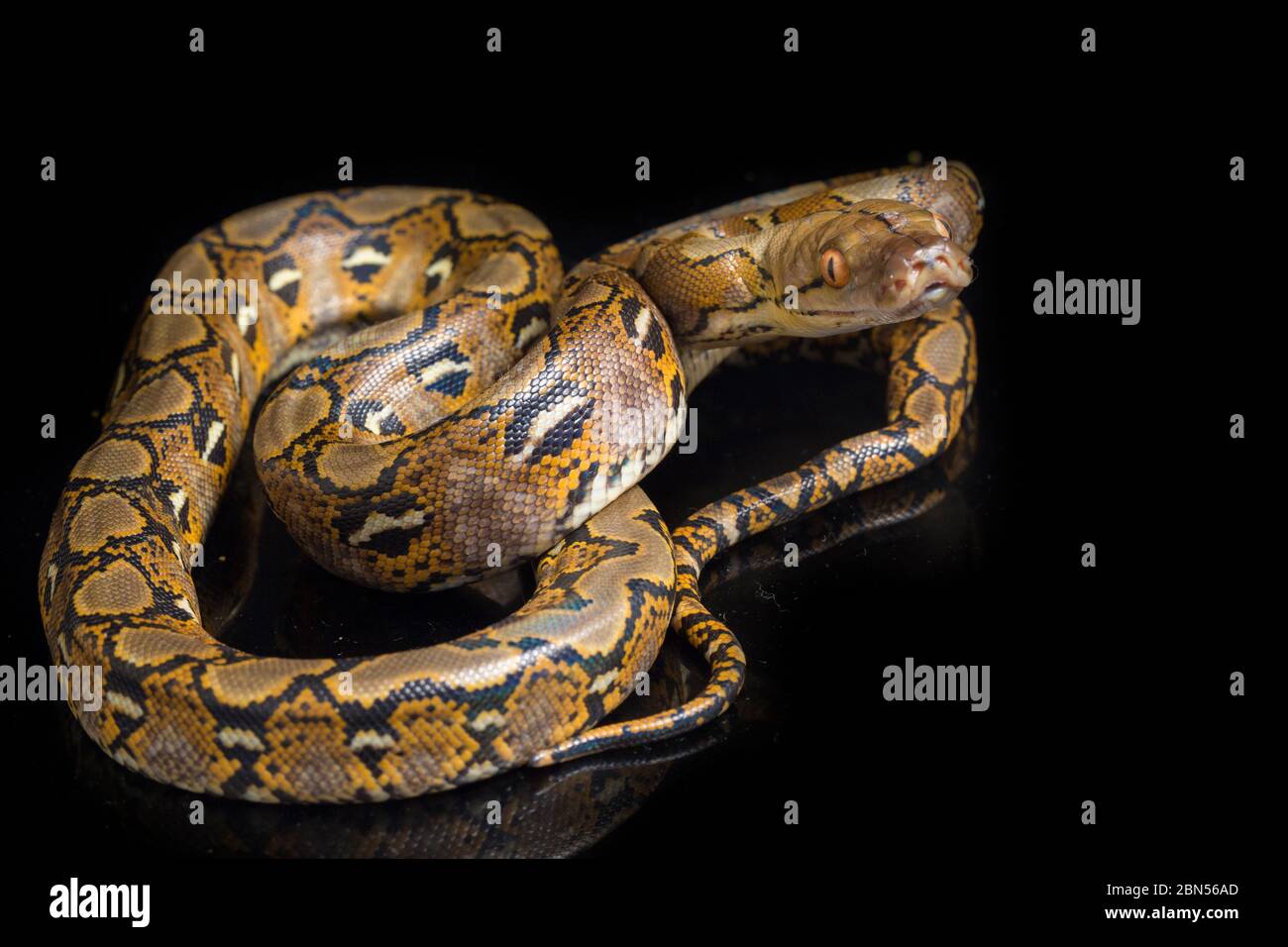 Juvenile reticulated python Banque de photographies et d’images à haute ...