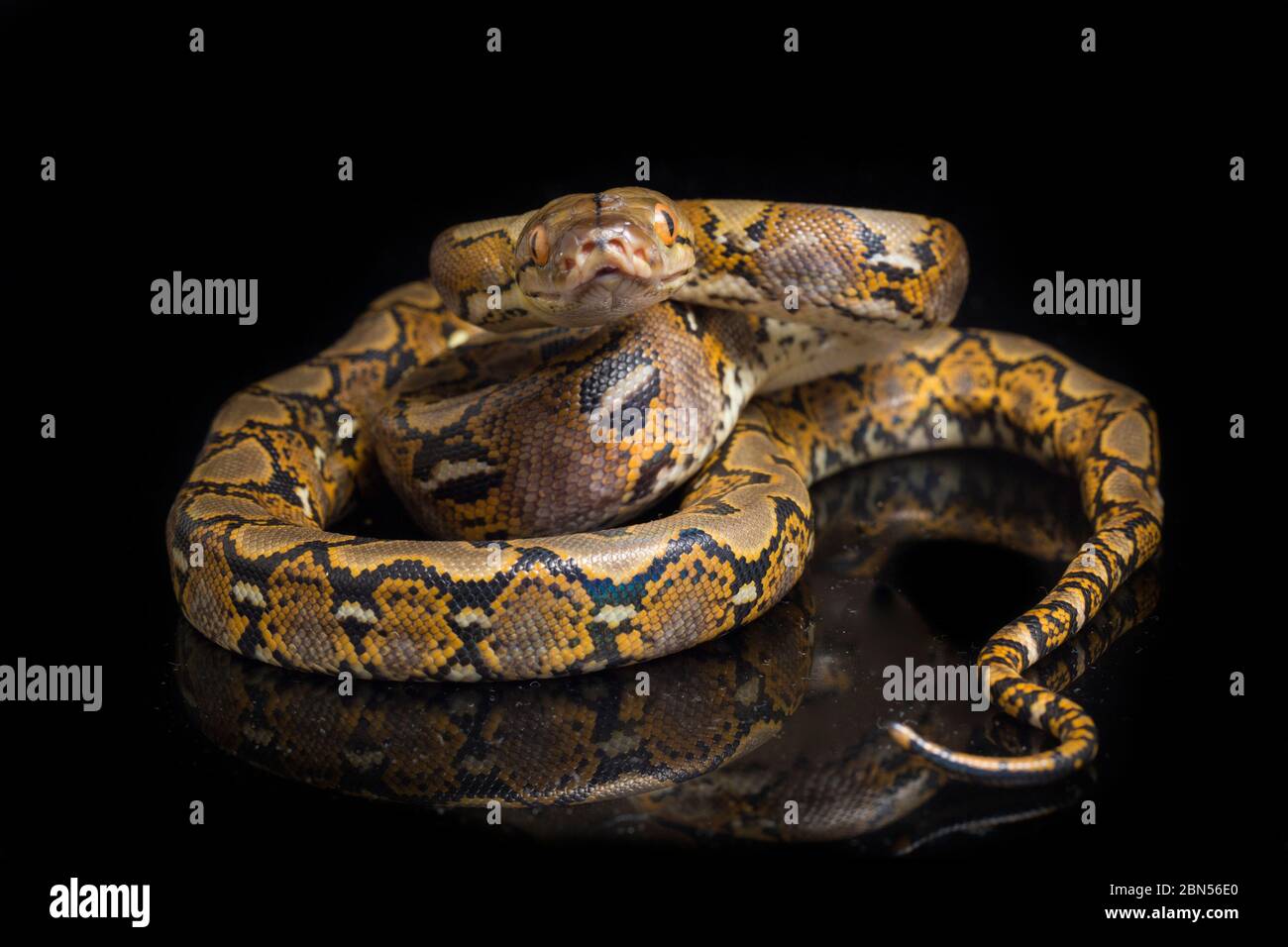 Juvenile reticulated python Banque de photographies et d’images à haute ...