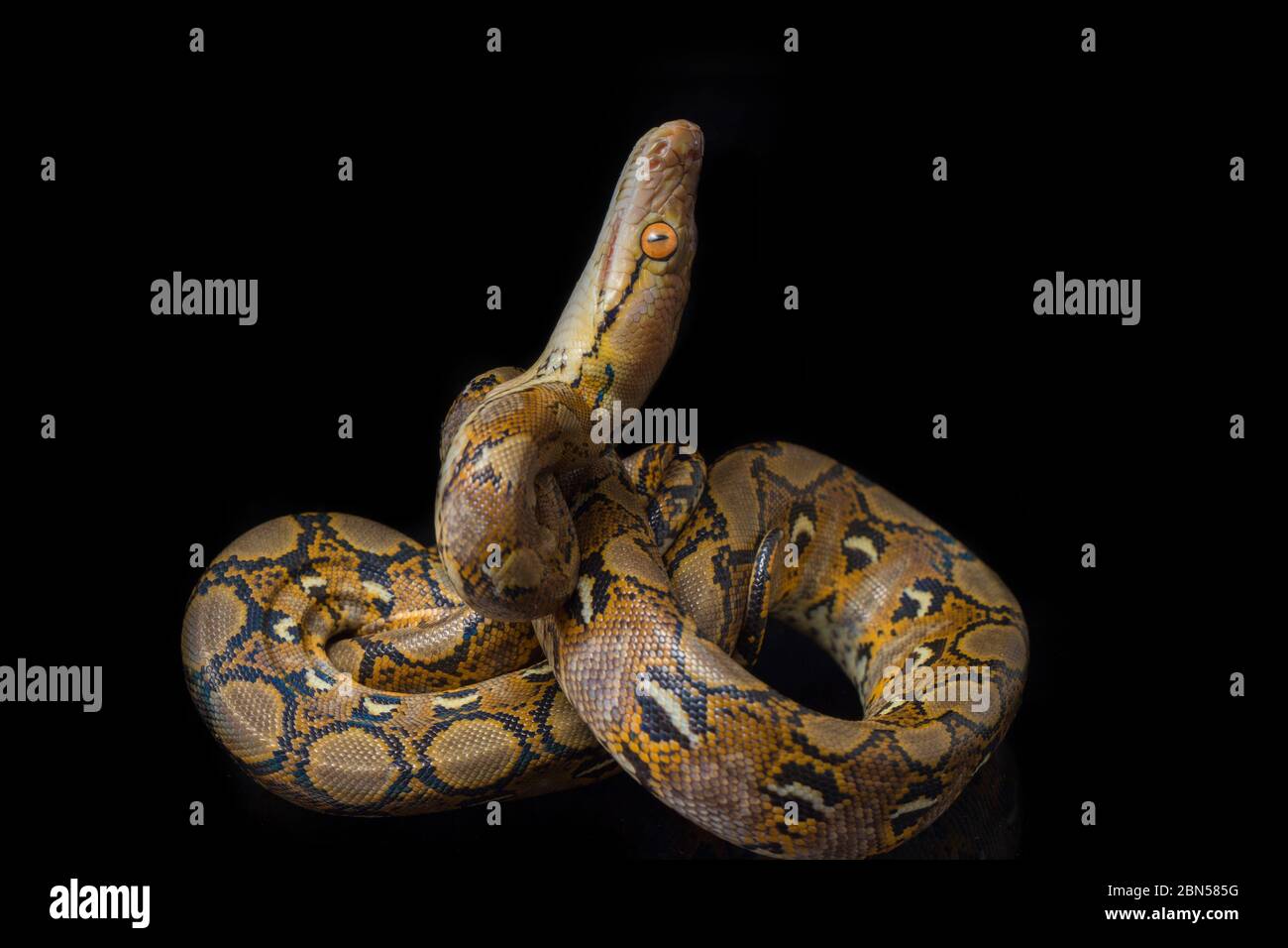 Juvenile reticulated python Banque de photographies et d’images à haute ...