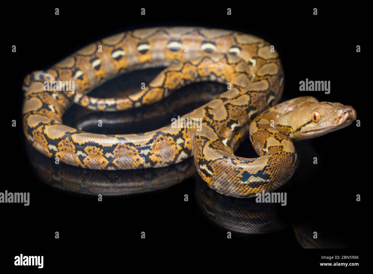 Juvenile reticulated python Banque de photographies et d’images à haute ...