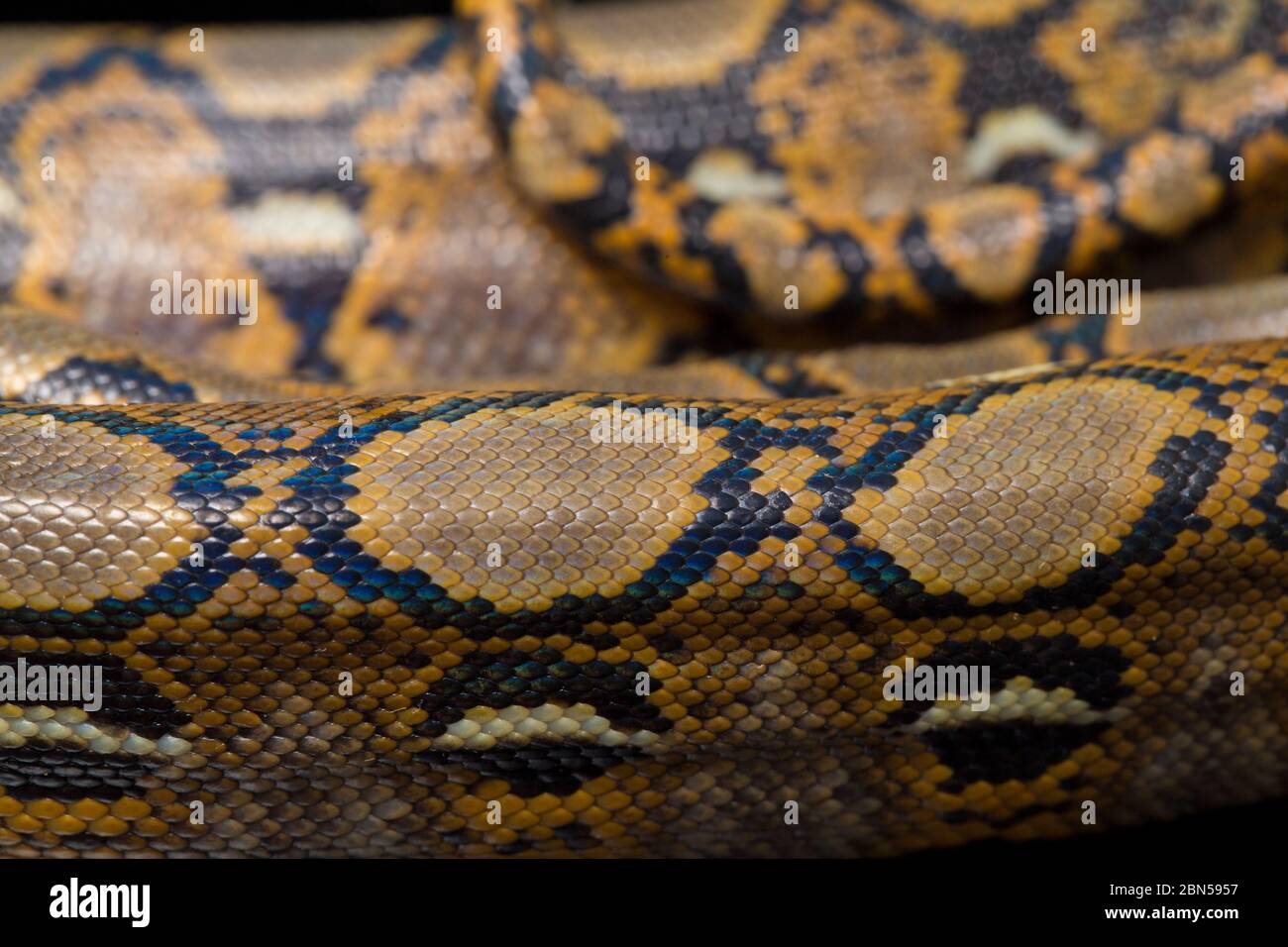 Juvenile reticulated python Banque de photographies et d’images à haute ...