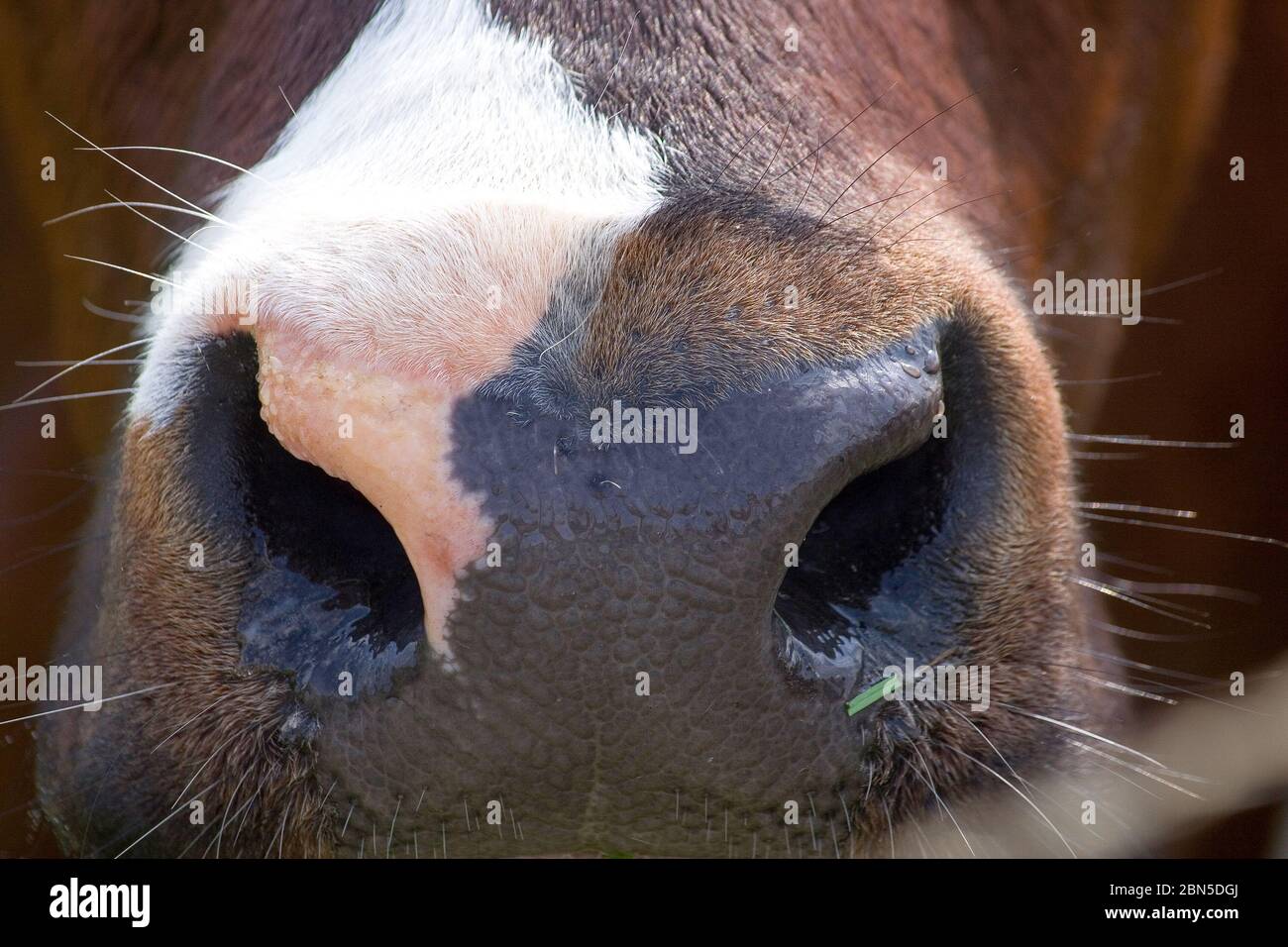 Au nez de vache Banque de photographies et d’images à haute résolution ...