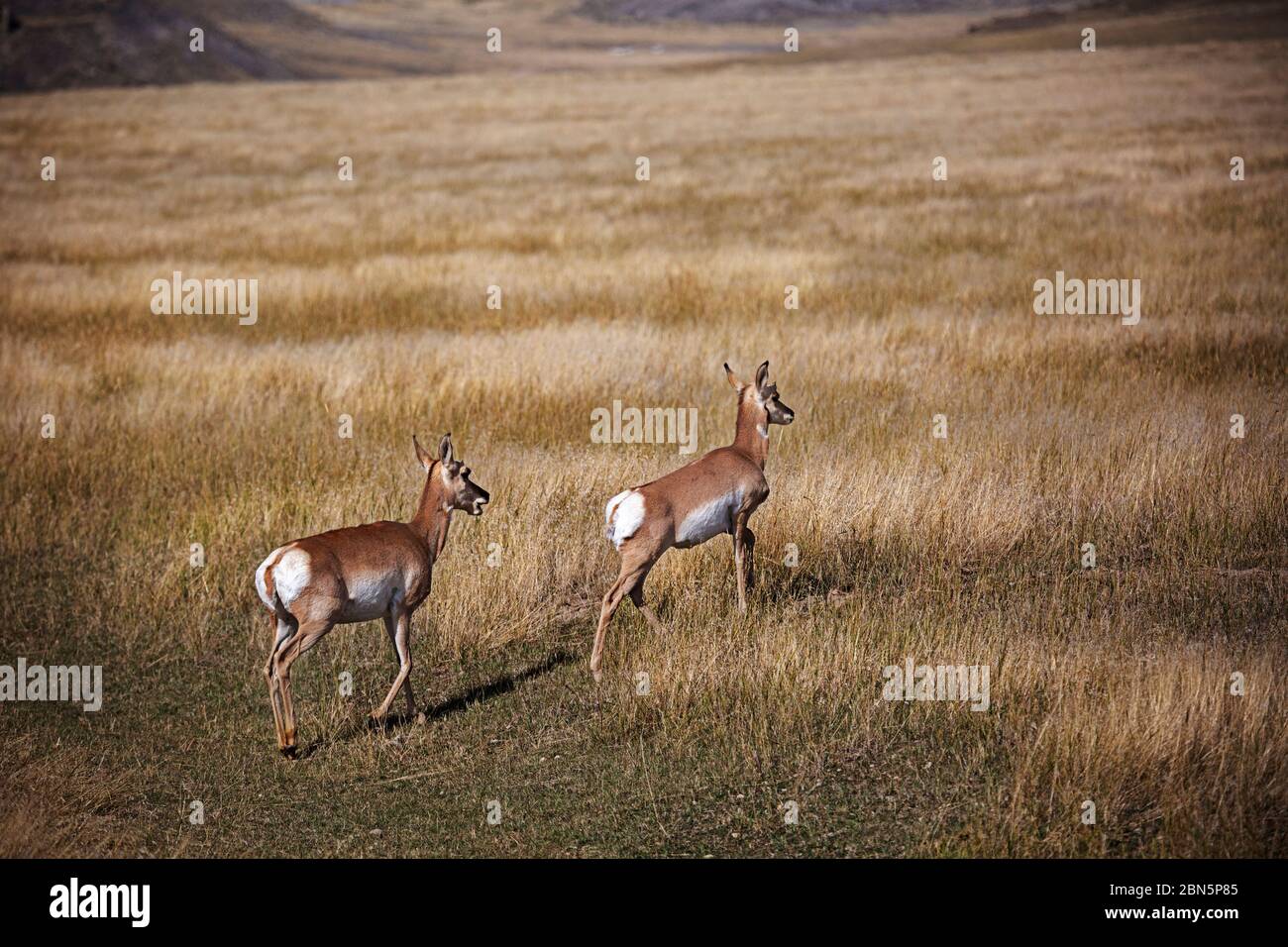 Antelope jump Banque de photographies et d’images à haute résolution ...