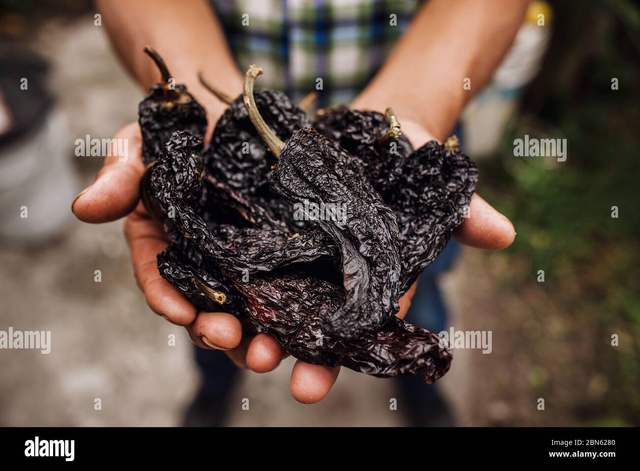 Chili guajillo Banque de photographies et d’images à haute résolution ...