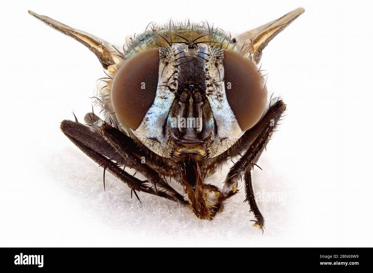 Extreme piercing Banque d'images détourées - Alamy