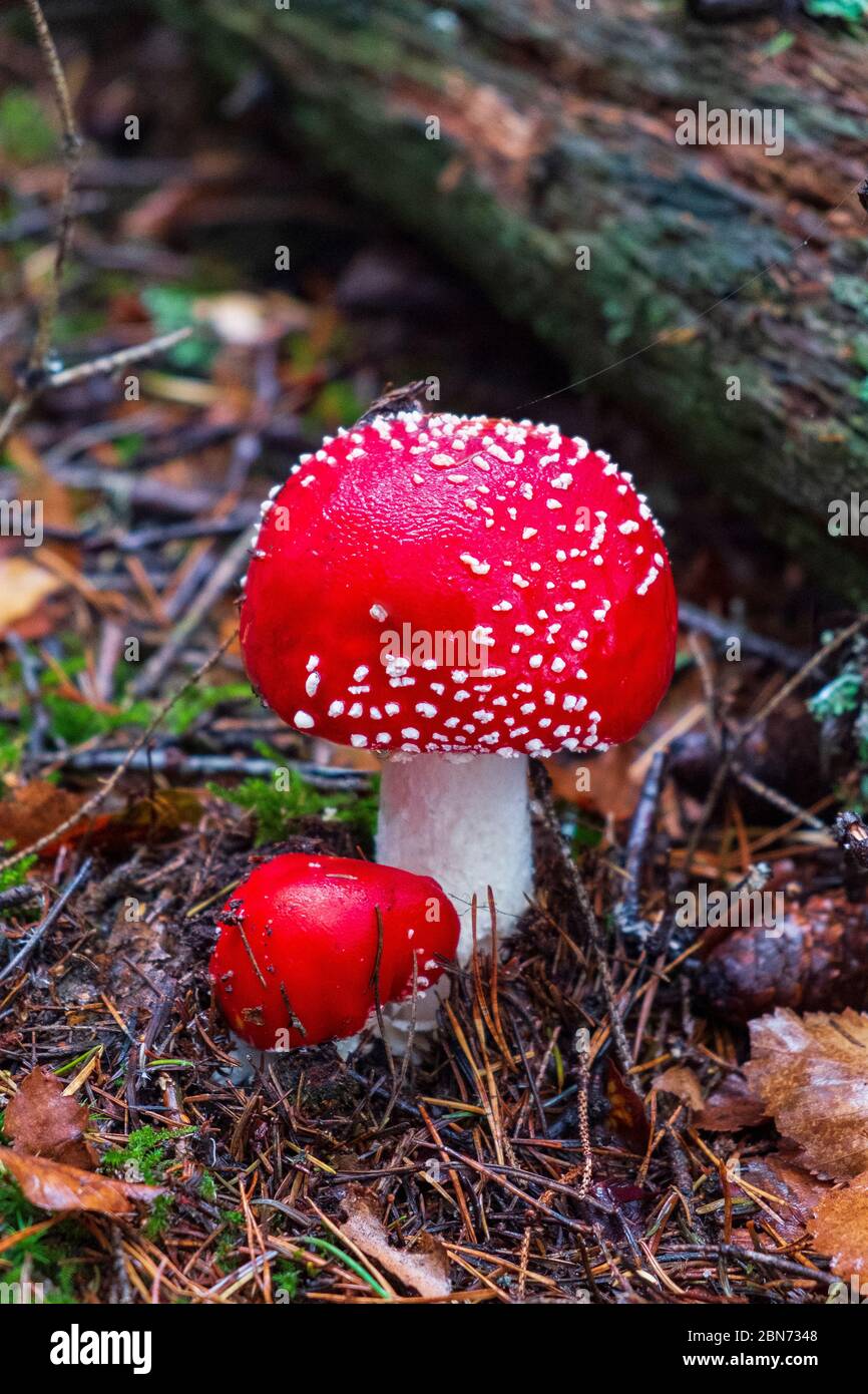 Portrait de champignons Banque de photographies et d’images à haute ...