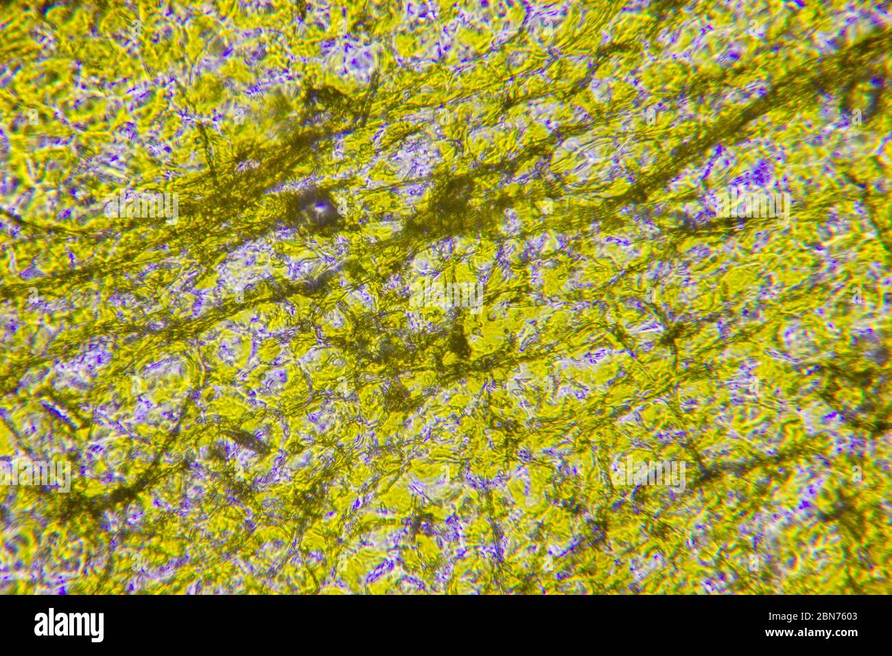 étude microscopique des plantes Banque de photographies et d’images à ...