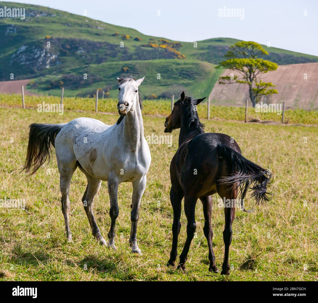 Morsure de cheval Banque de photographies et d’images à haute ...