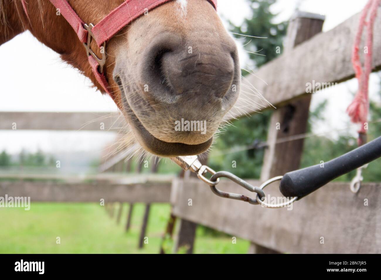 Cheval attaché Banque de photographies et d’images à haute résolution ...