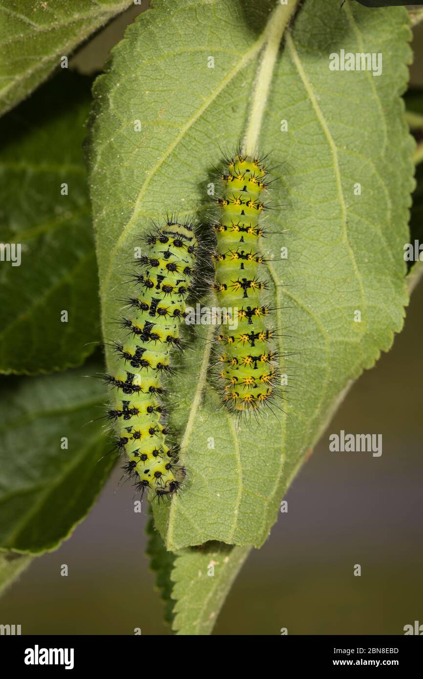 Kleines Nachtpfauenauge - Raupe, Saturnia Pavonia, petite papillon ...