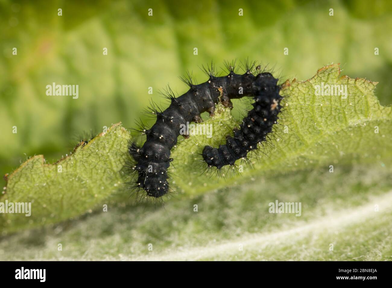 Kleines Nachtpfauenauge - Raupe, Saturnia Pavonia, petite papillon ...