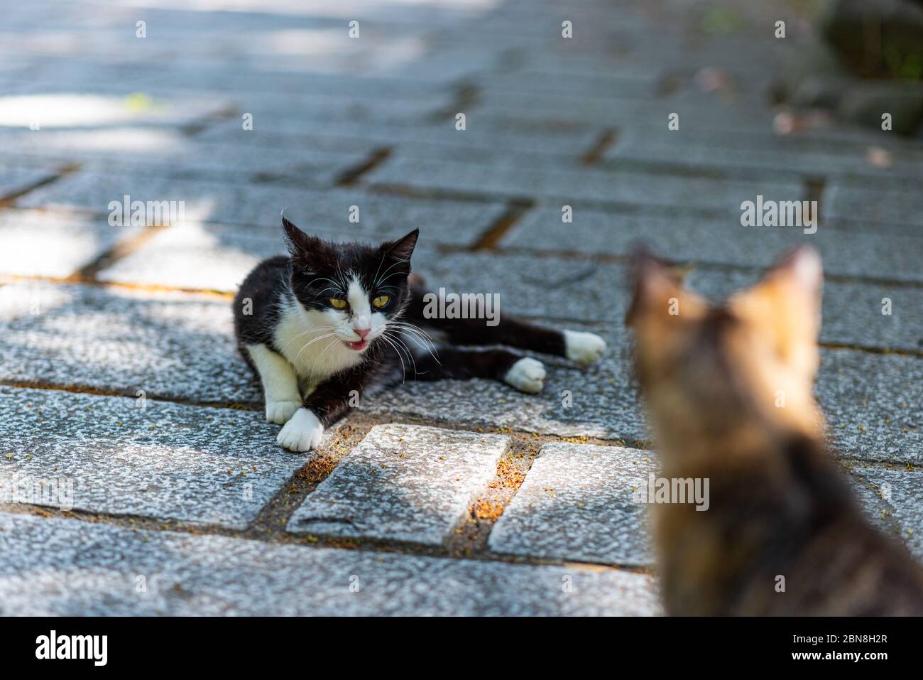 Chats dans la rue Banque de photographies et d’images à haute ...