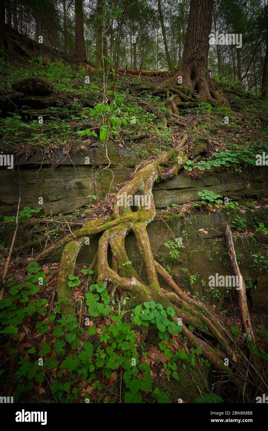 Arbre qui pousse sur un rocher Banque de photographies et d’images à ...