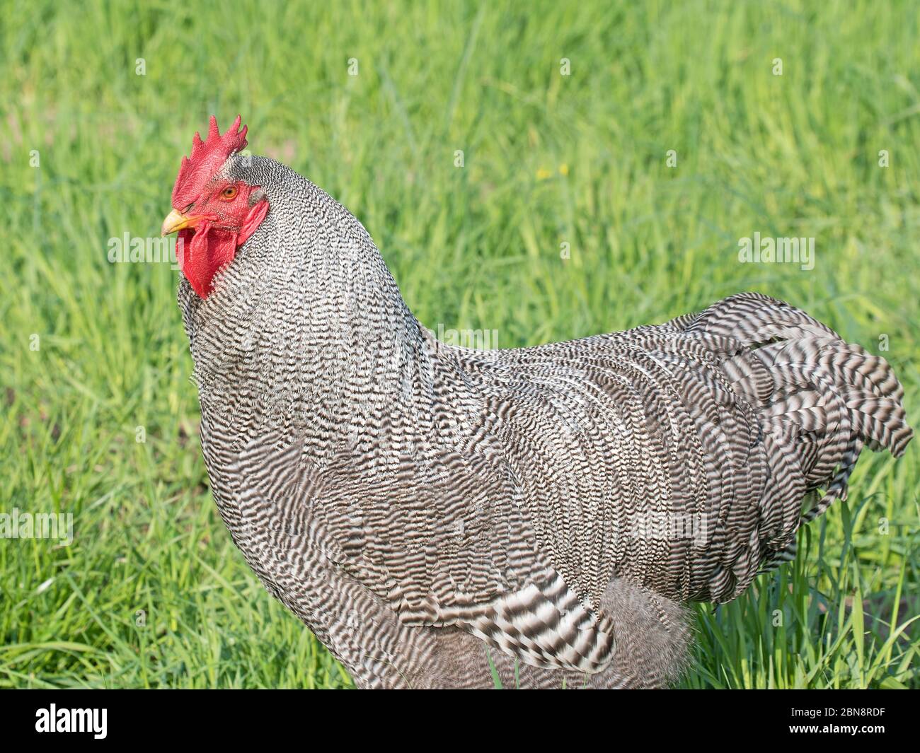 Amrock chicken Banque de photographies et d’images à haute résolution ...