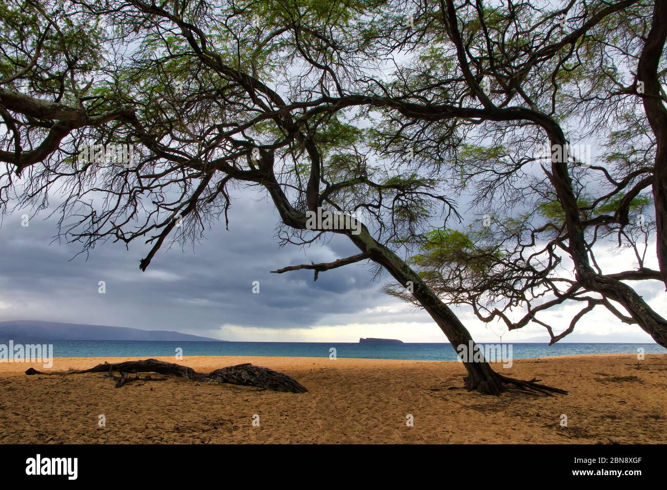 Kiawe tree Banque de photographies et d’images à haute résolution - Alamy