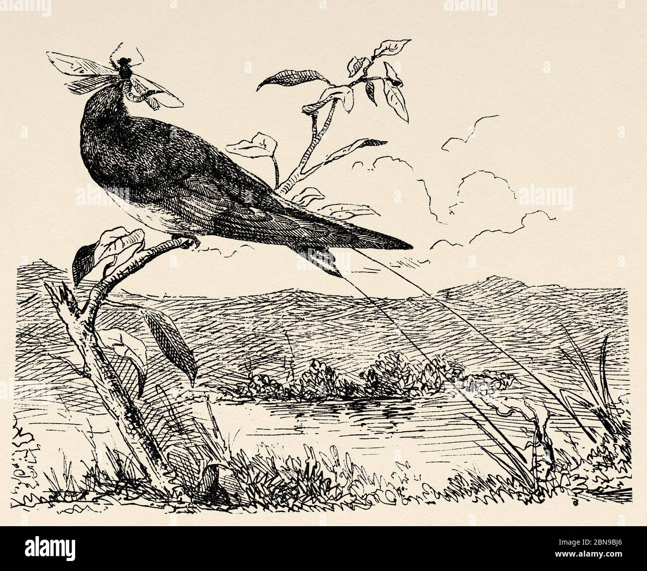 L'espèce d'oiseau de passerine (Hirundo smithii) à hirondelles longues ...