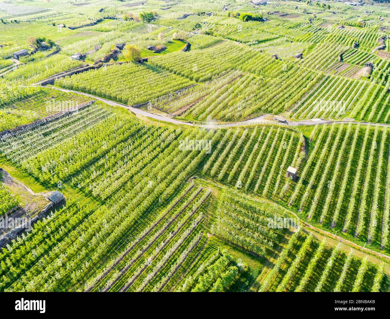 Verger de pommiers intensif Banque de photographies et d’images à haute ...