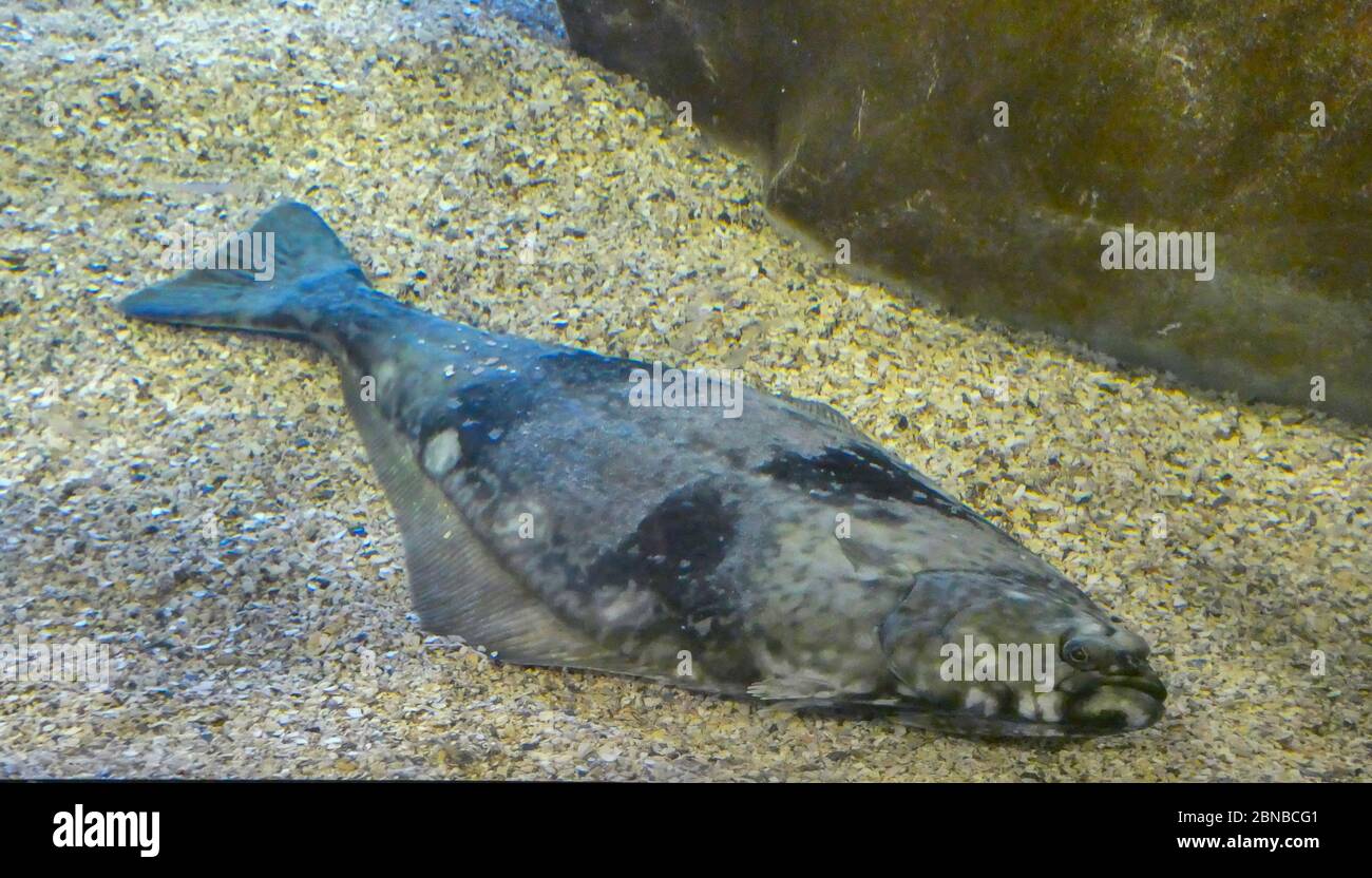 Reinhardtius hippoglossoides Banque de photographies et d’images à ...