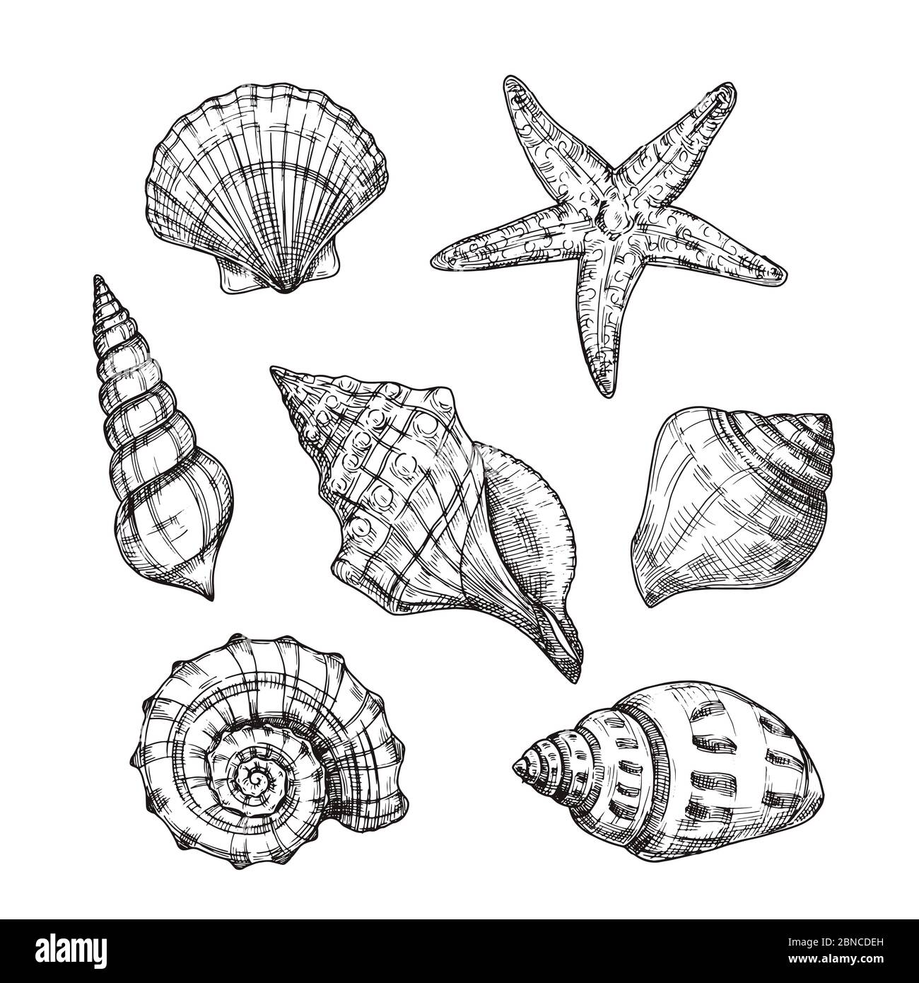 Dessin à la main coquillage Banque de photographies et d’images à haute ...