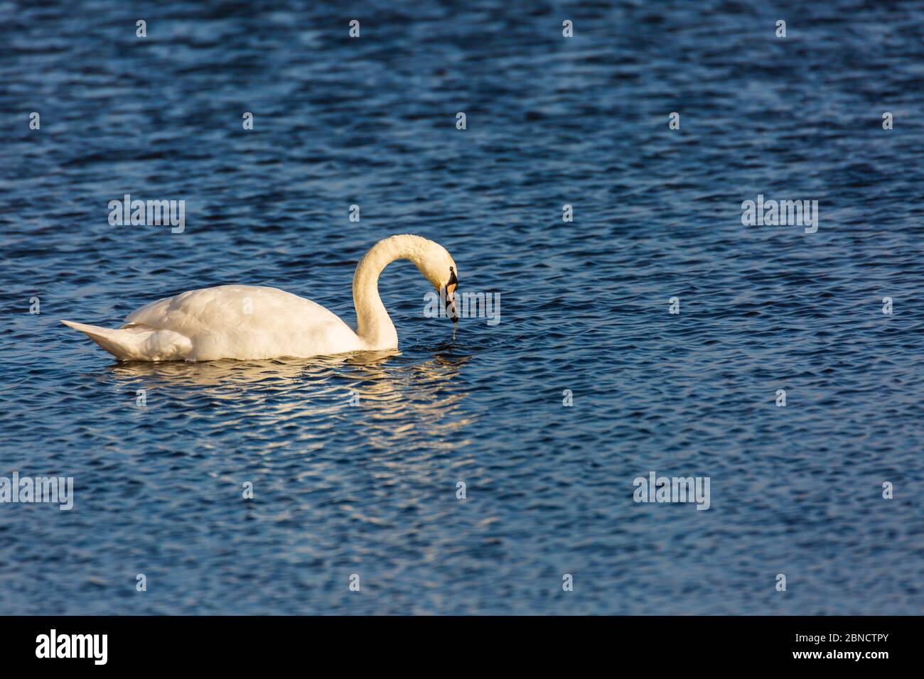 Cygne nageant dans la faune des animaux du lac Banque de photographies et d’images à haute ...