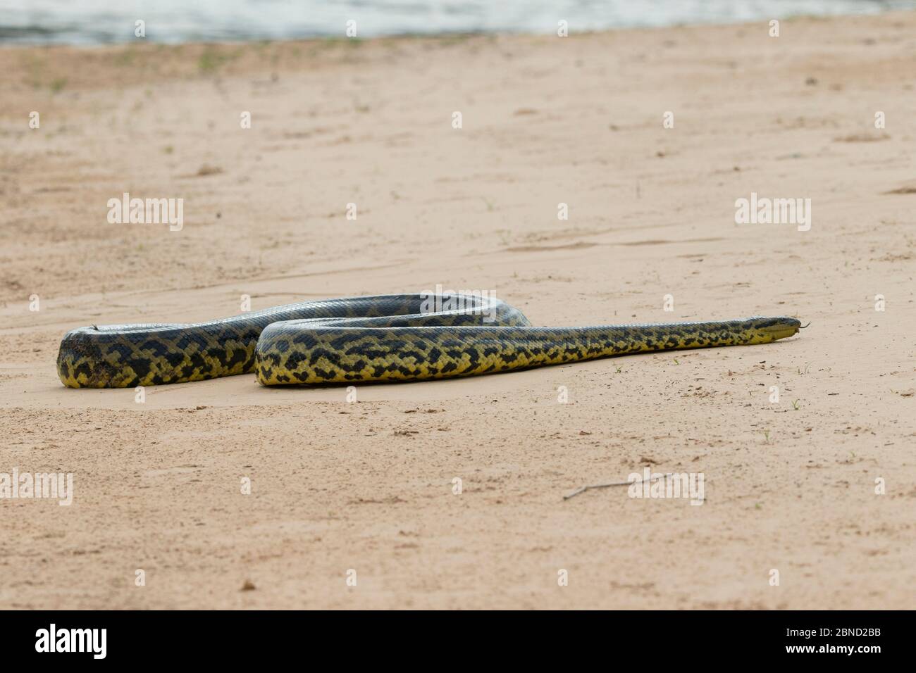 Anaconda snake Banque de photographies et d’images à haute résolution ...