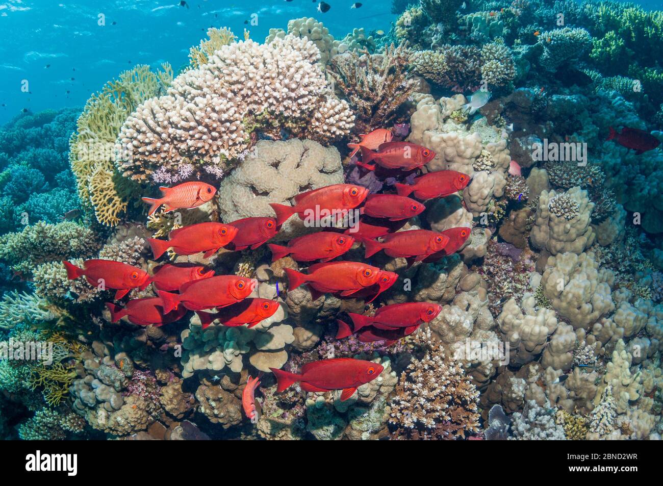 Priacanthus hamrur egypte Banque de photographies et d’images à haute ...