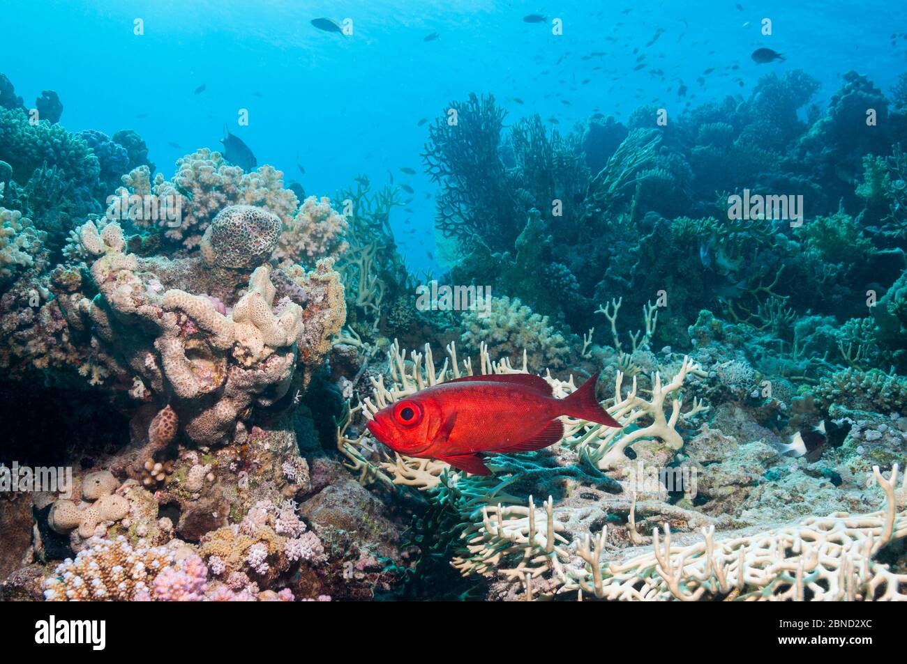 Priacanthus hamrur egypte Banque de photographies et d’images à haute ...