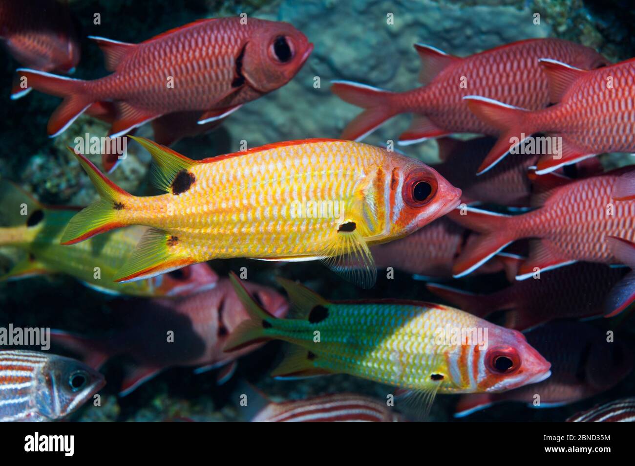 Red sea endemic Banque de photographies et d’images à haute résolution ...