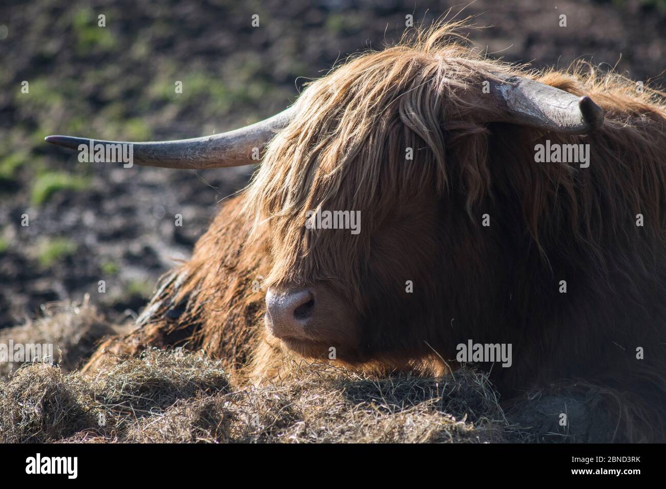 La vache qui pleure Banque de photographies et d’images à haute ...