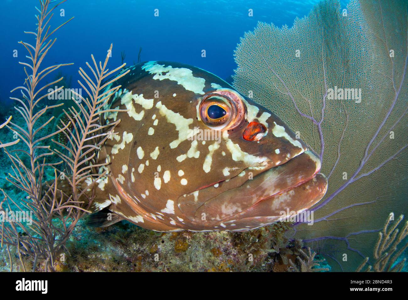 Mérou de Nassau (Epinephelus striatus) nageant à travers les gorgoniens ...