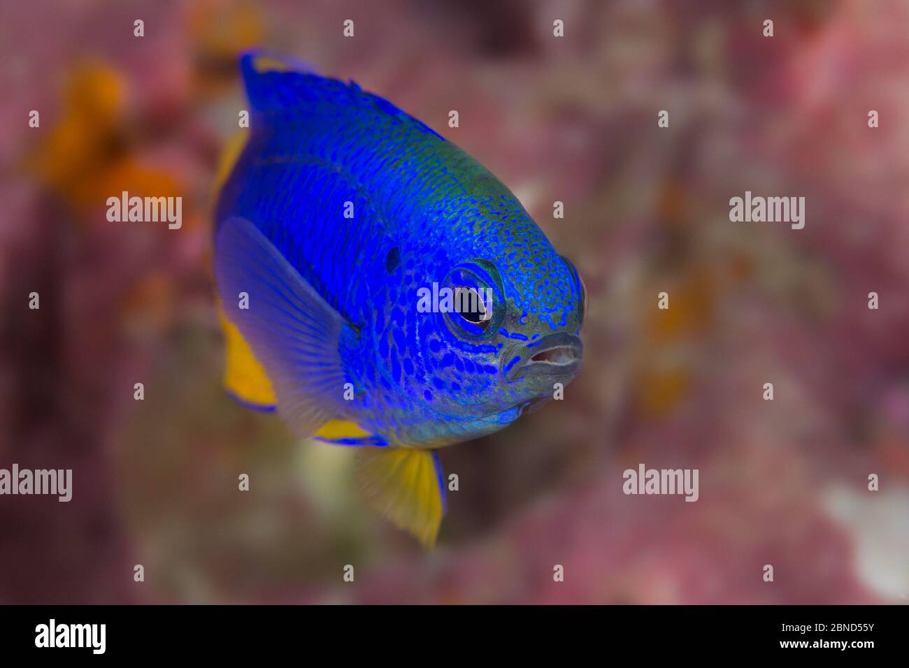 Chrysiptera hemicyanea Banque de photographies et d’images à haute ...