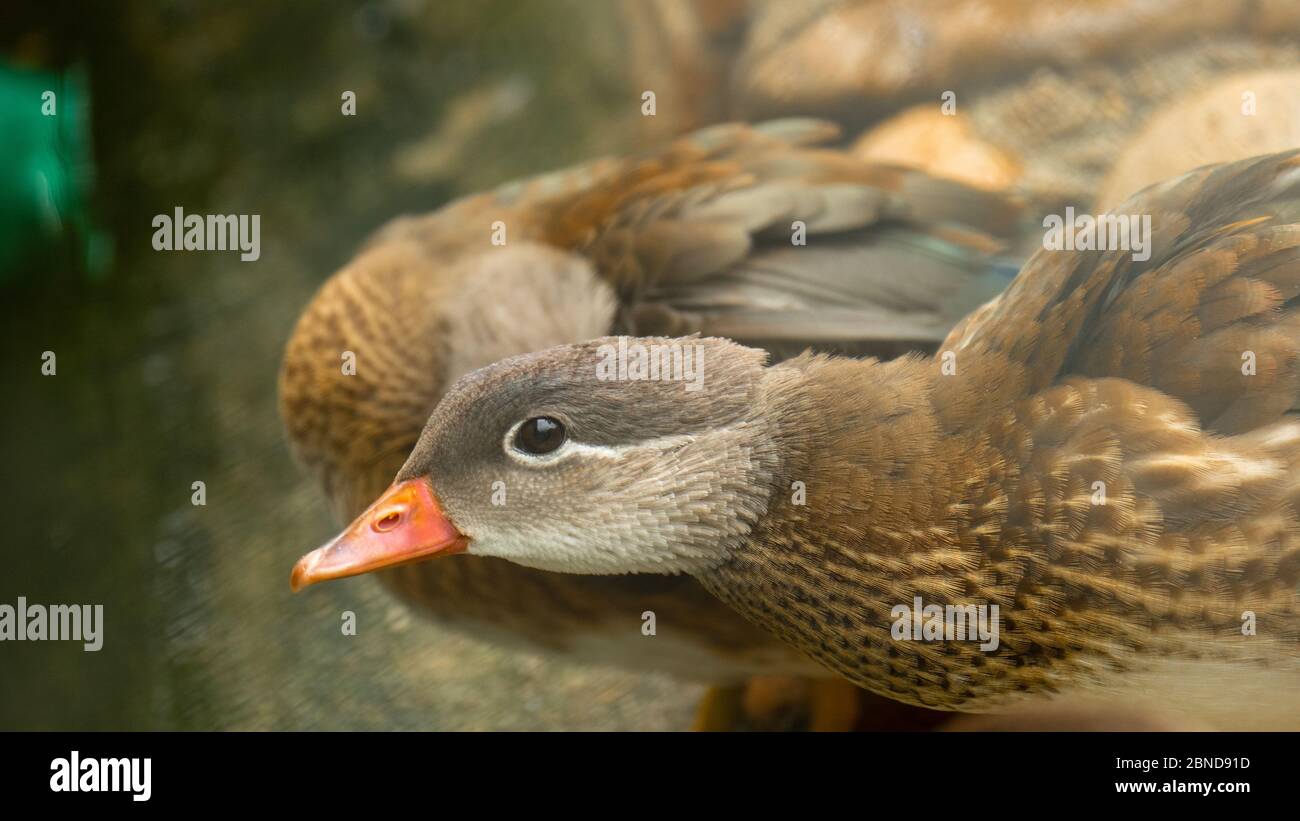 Mullard duck Banque de photographies et d’images à haute résolution - Alamy