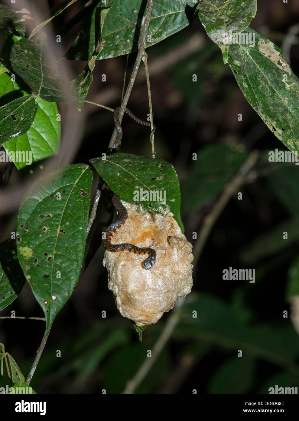 Arbre volant Banque de photographies et d’images à haute résolution - Alamy