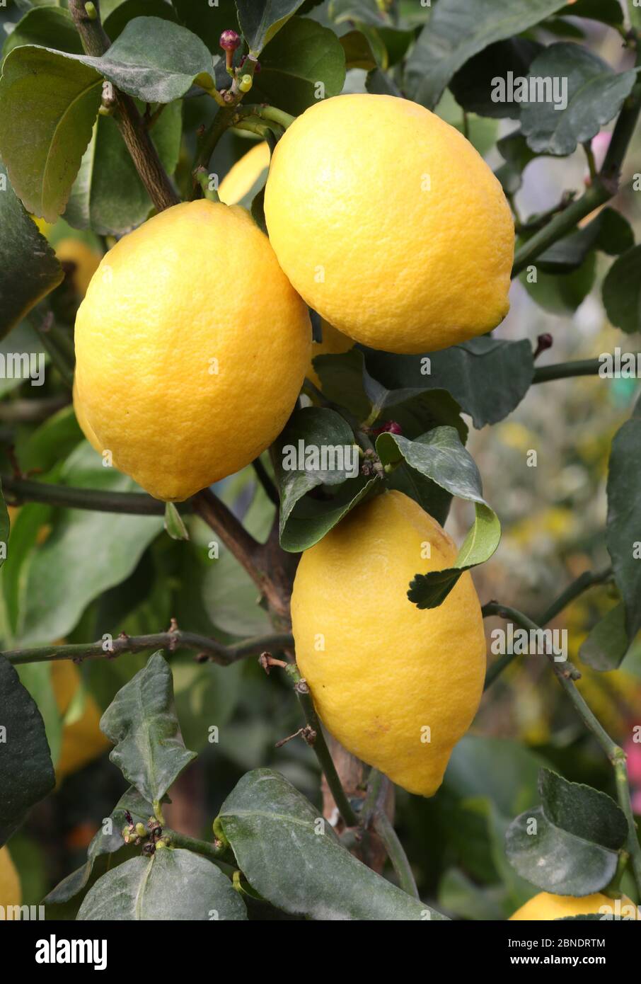 Gros citrons Banque de photographies et d’images à haute résolution - Alamy