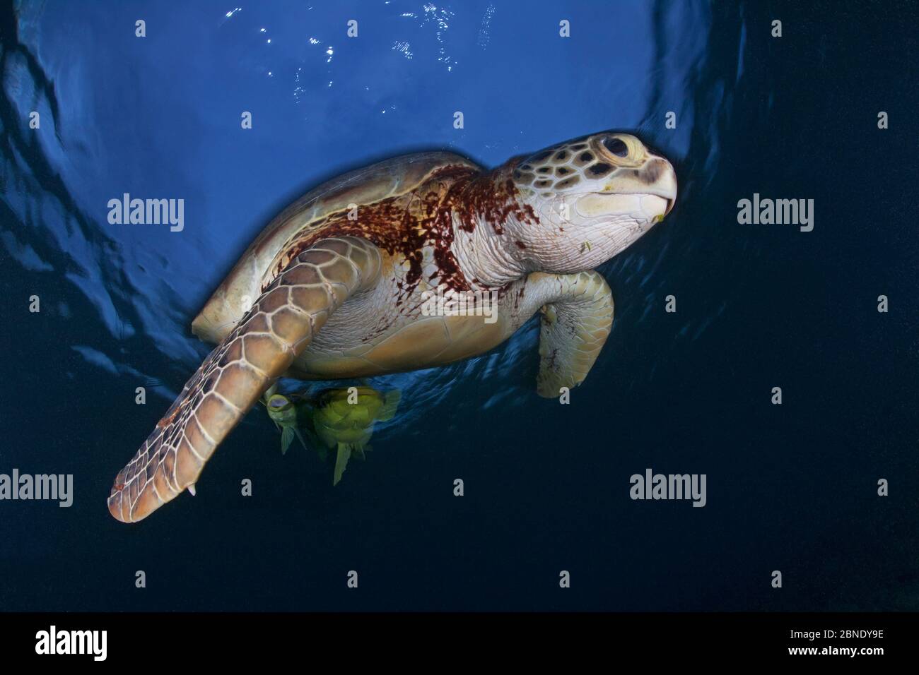 Tortue verte (Chelonia mydas) Akumal, Mer des Caraïbes, Mexique ...