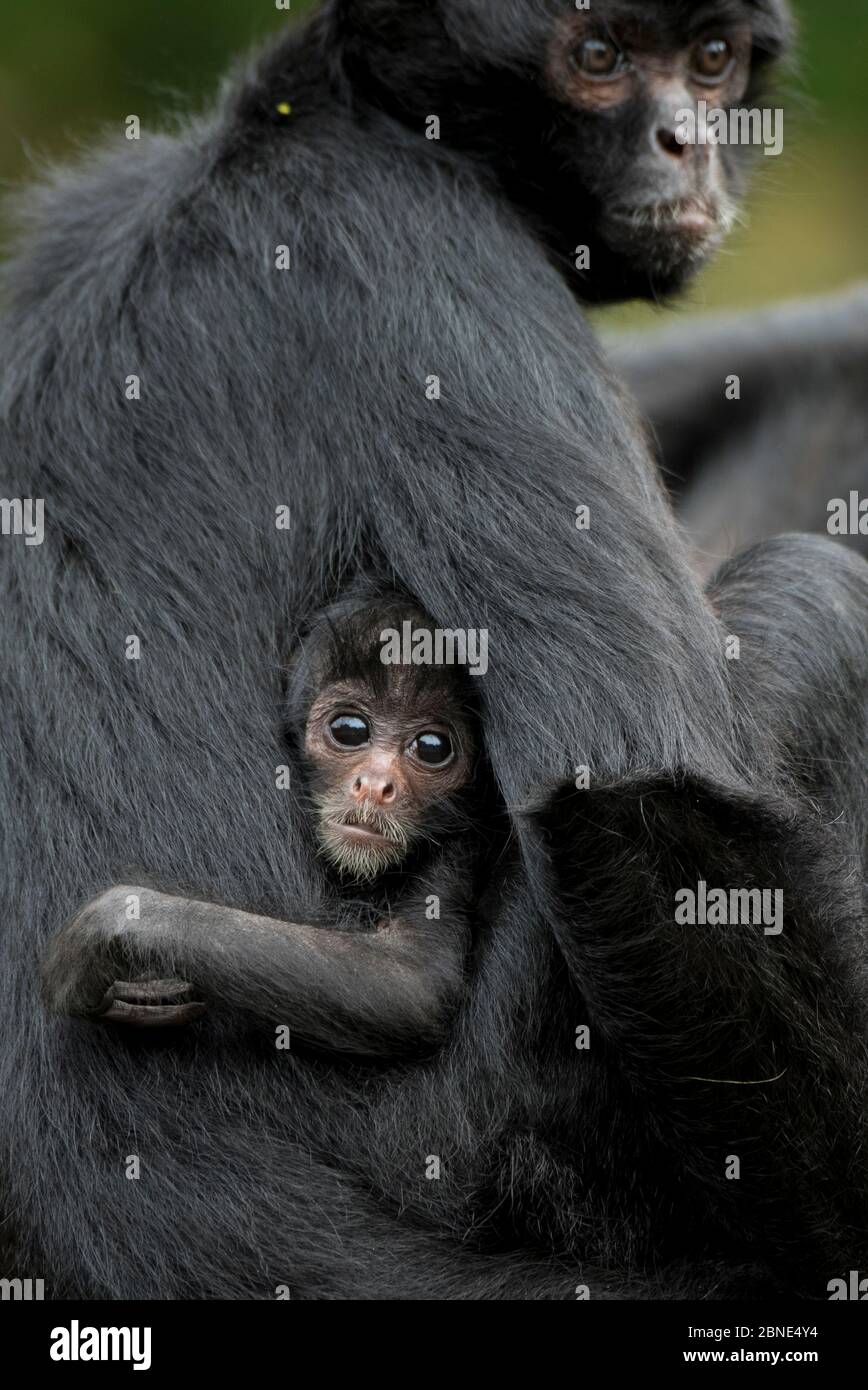 Bébé singe araignée Banque de photographies et d’images à haute ...