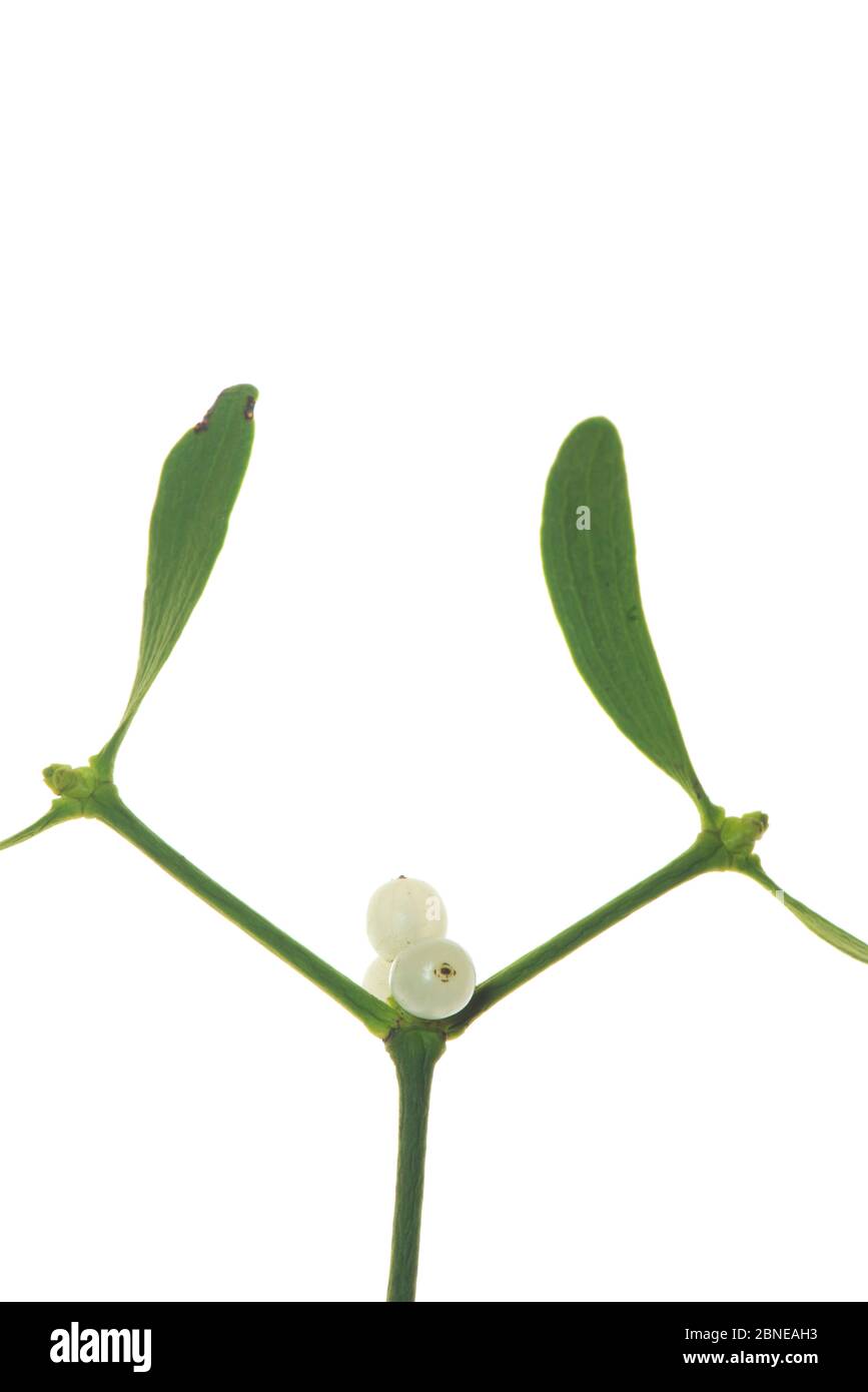 Graine de gui Banque d'images détourées - Alamy