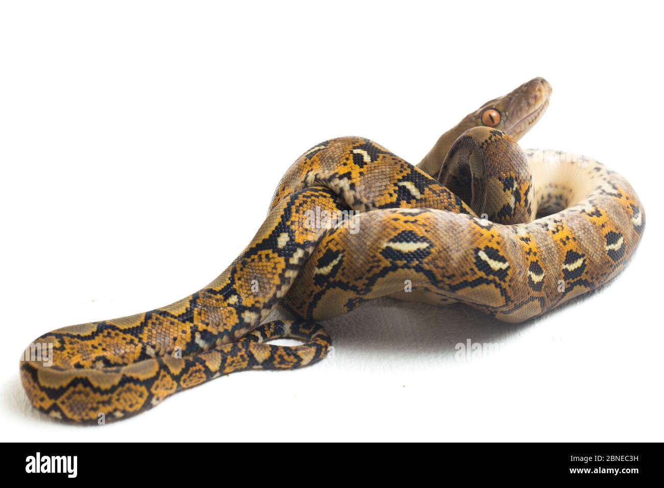 Juvenile reticulated python Banque de photographies et d’images à haute ...