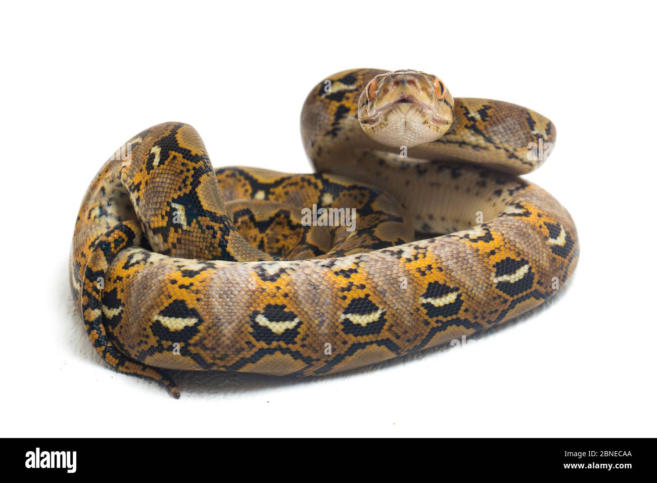 Juvenile reticulated python Banque de photographies et d’images à haute ...