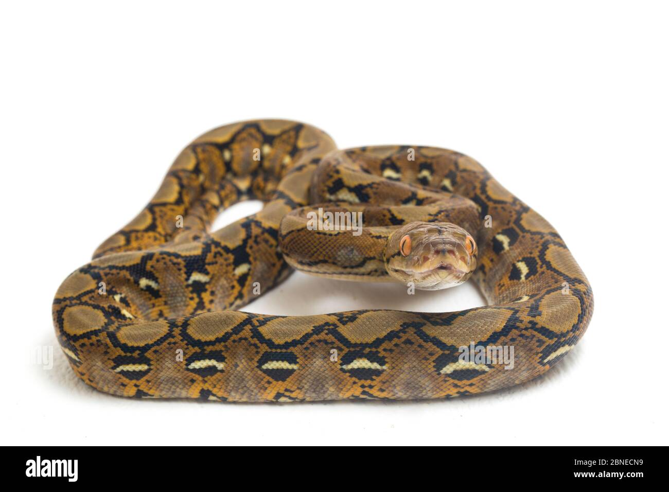 Juvenile reticulated python Banque de photographies et d’images à haute ...