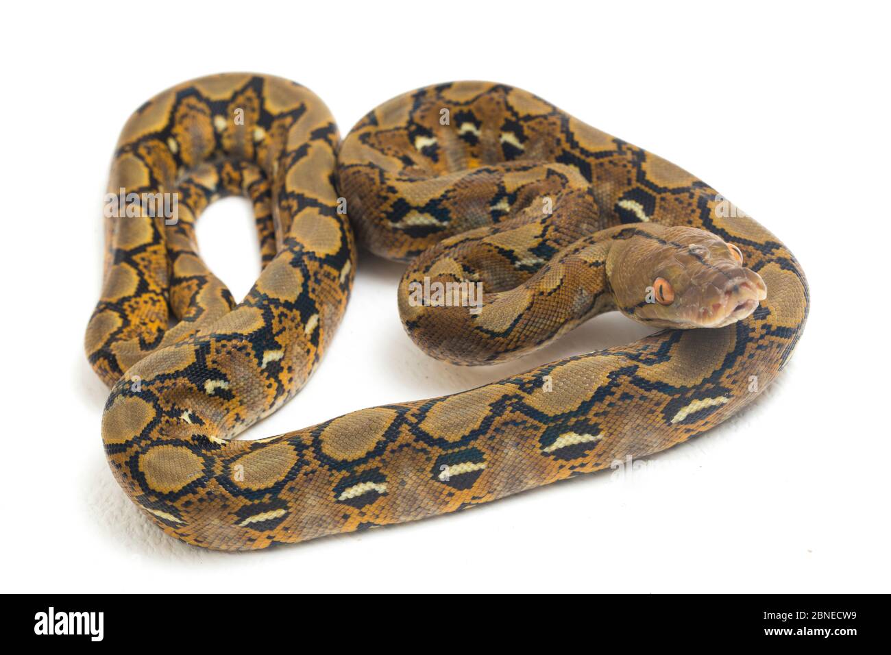 Juvenile reticulated python Banque de photographies et d’images à haute ...