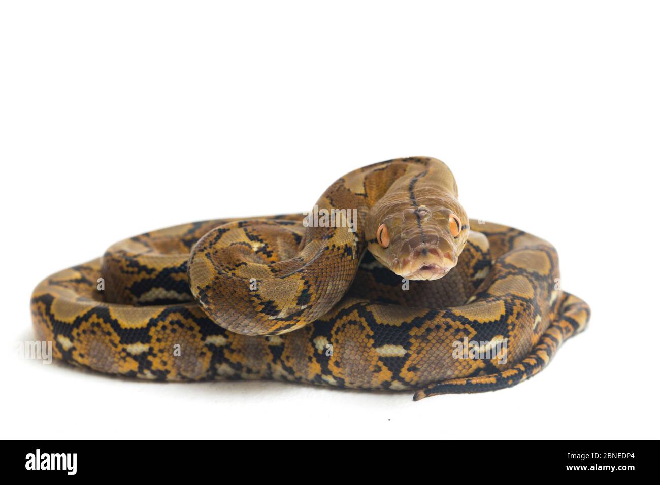 Juvenile reticulated python Banque de photographies et d’images à haute ...