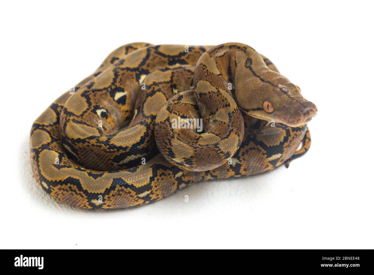 Juvenile reticulated python Banque de photographies et d’images à haute ...