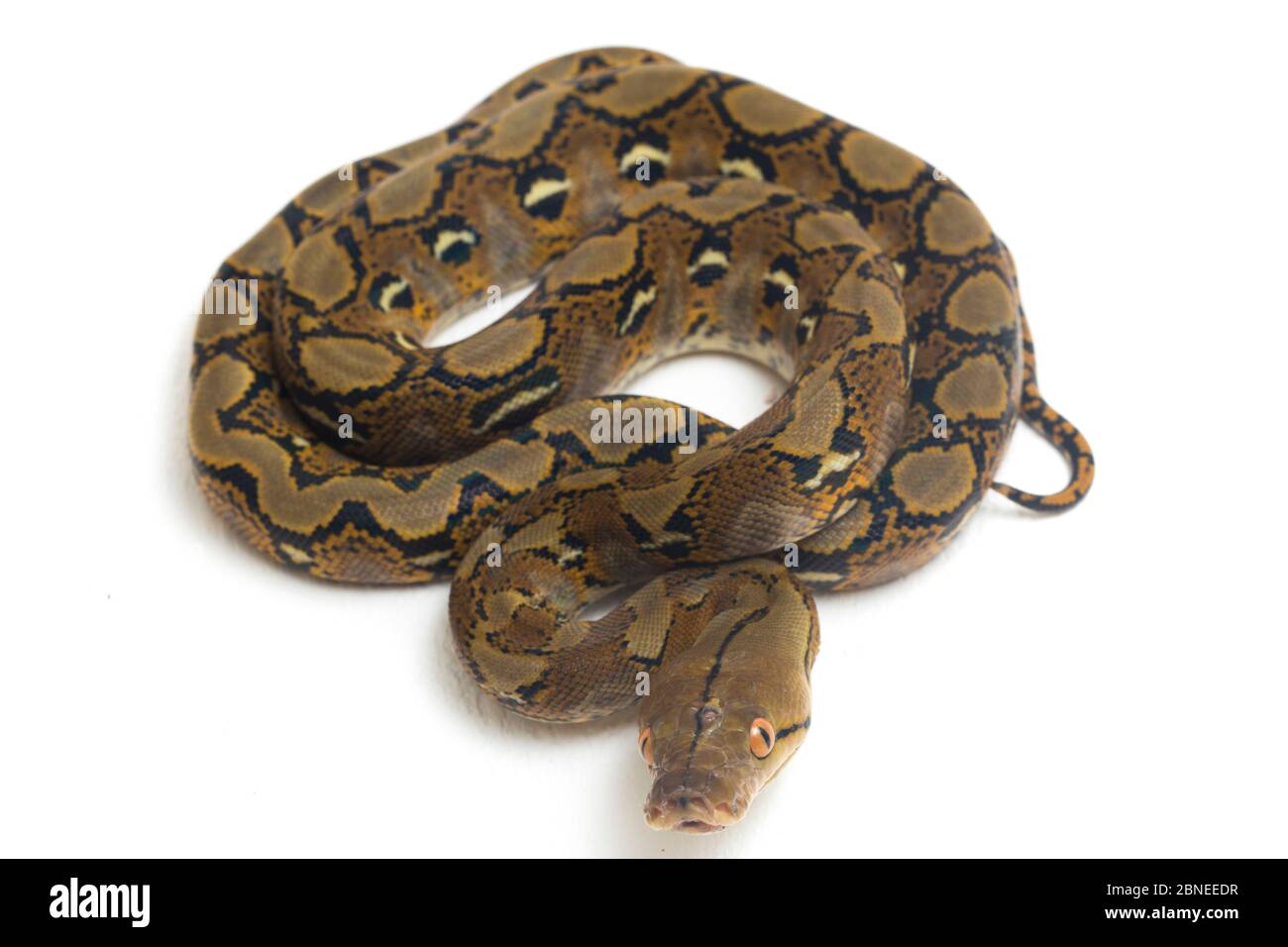 Juvenile reticulated python Banque de photographies et d’images à haute ...