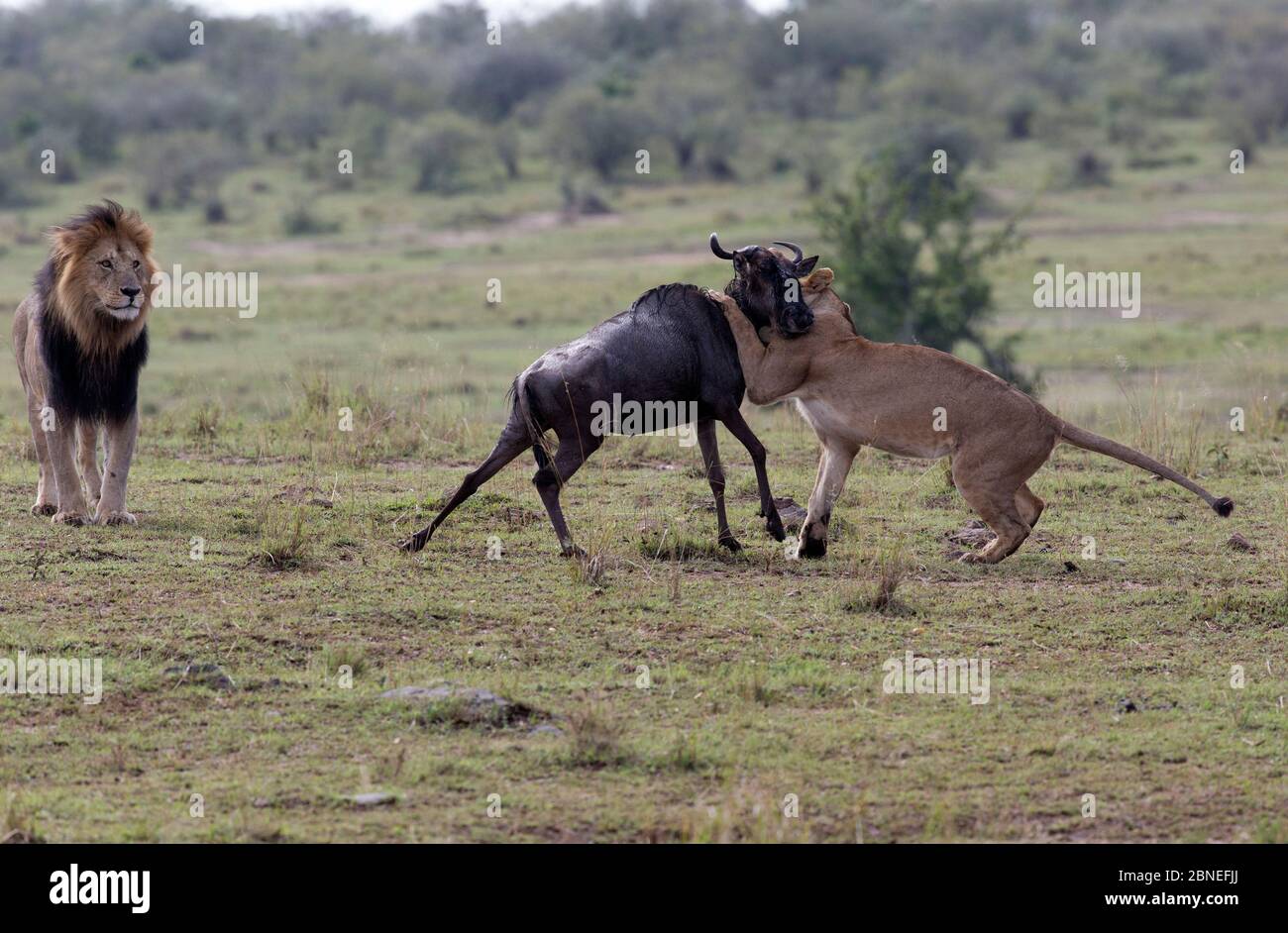 Lionne chasse Banque de photographies et d’images à haute résolution ...