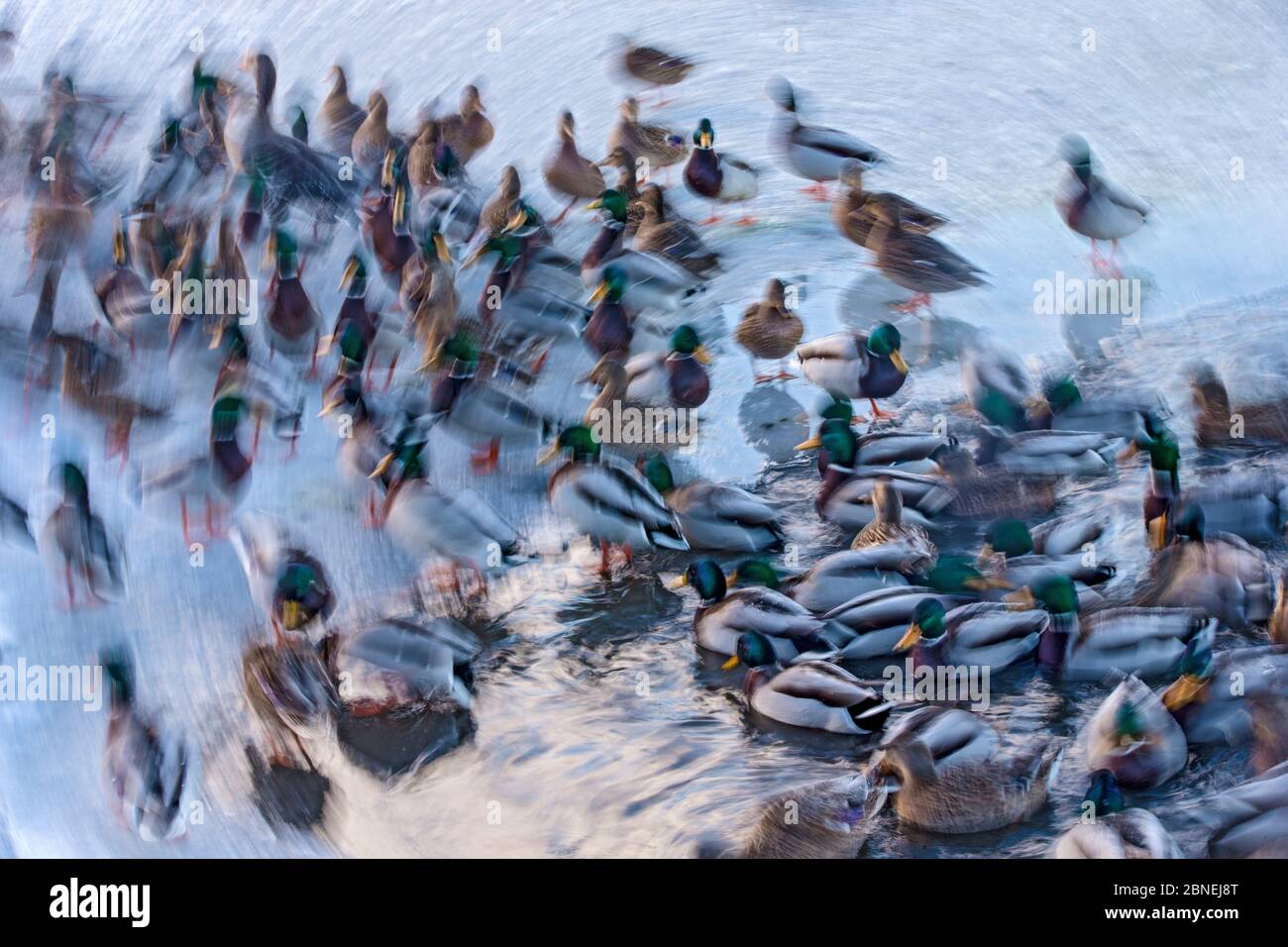 Canards colverts (Anas platyrhynchos) dans une partie ouverte du lac gelé, Lac Østensjøvannet ...