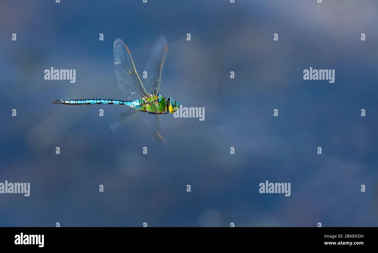 Empereur anax imperator Banque de photographies et d’images à haute résolution - Alamy