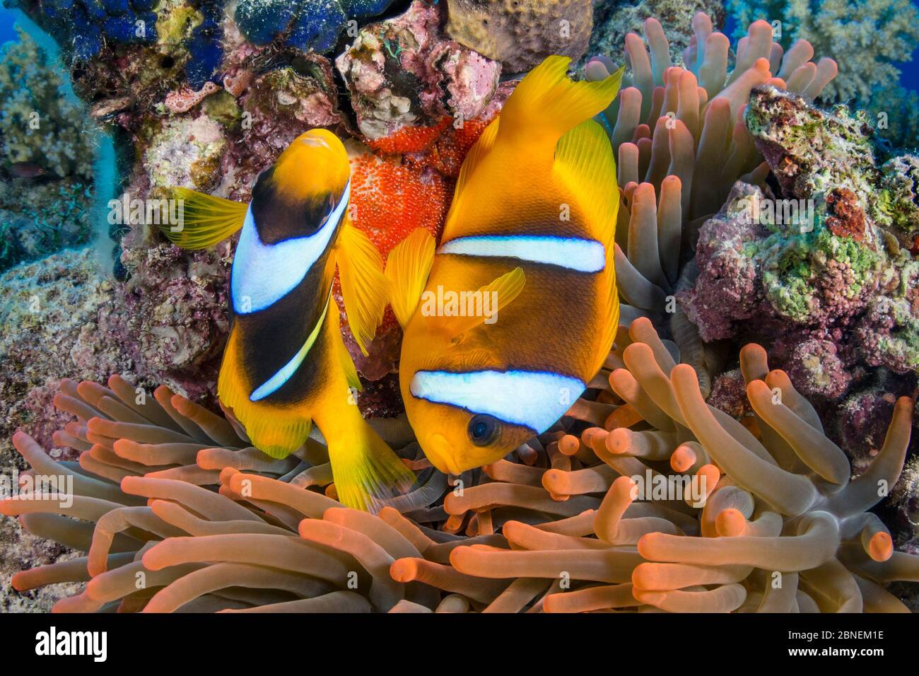 Oeufs de poisson clown Banque de photographies et d’images à haute ...