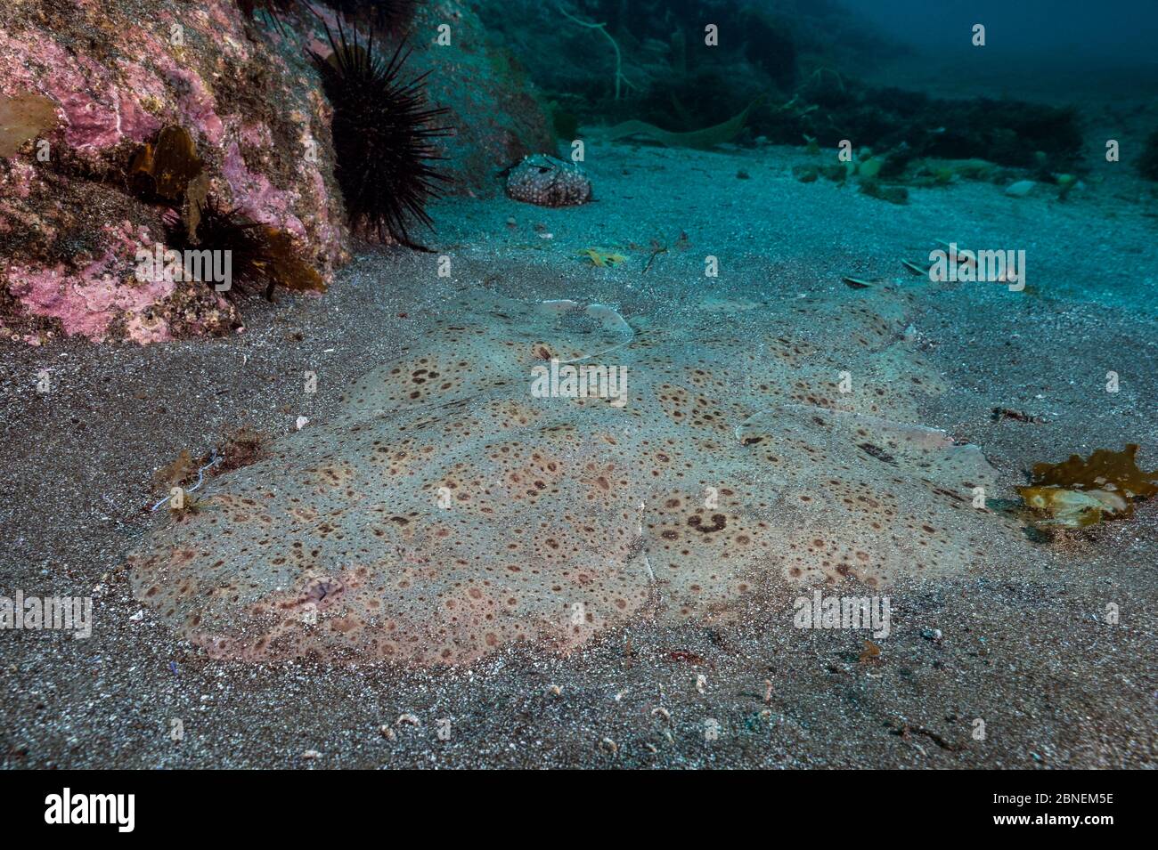Requin ange squatina squatina Banque de photographies et d’images à ...